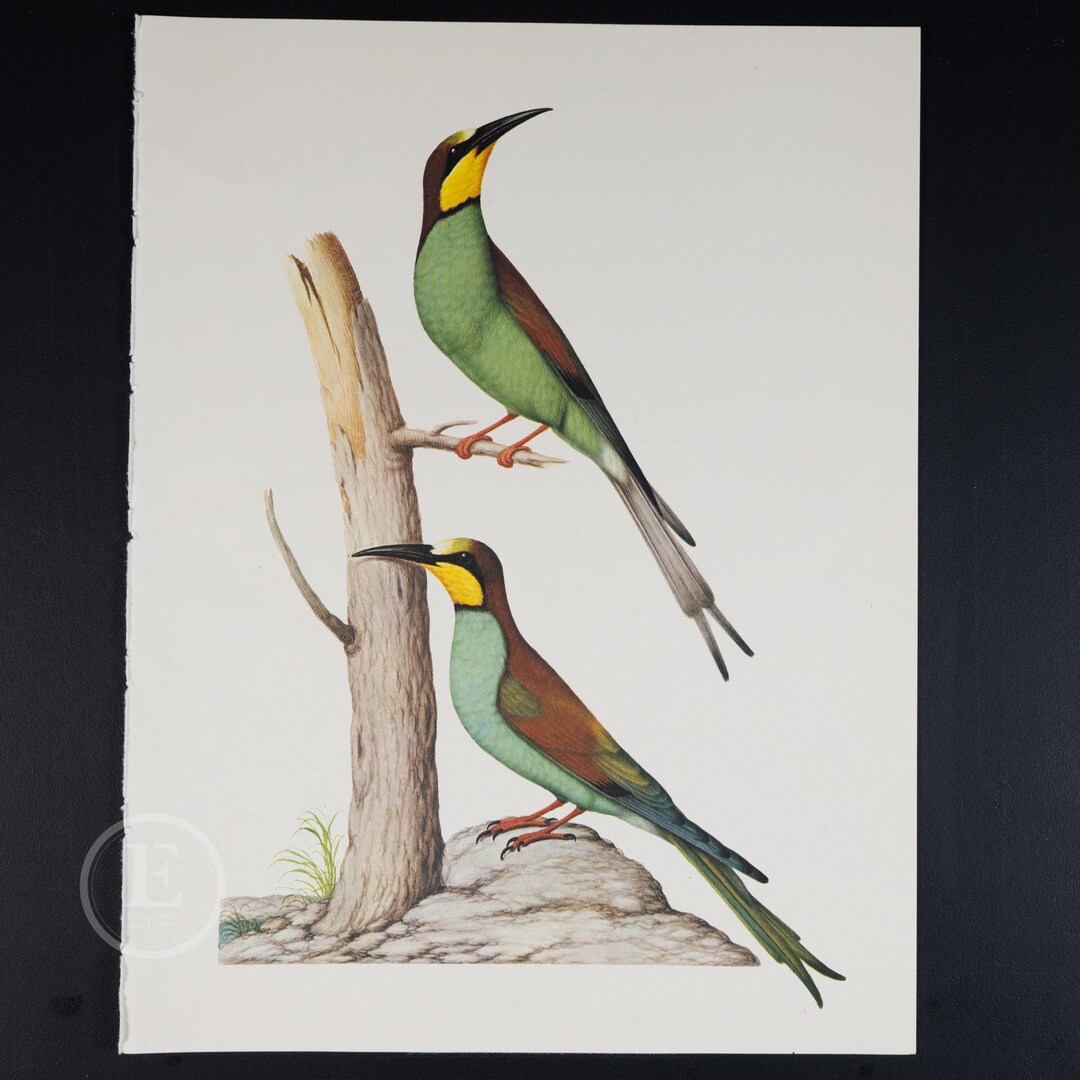 Vintage Bee-eater Lithograph: 1970 Larousse Ornithology Print - Etsy