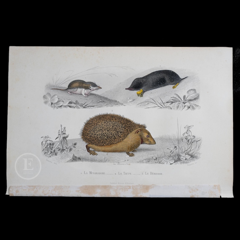 1853 the Shrew, the Mole, the Hedgehog - Hand-colored Steel Engraving ...