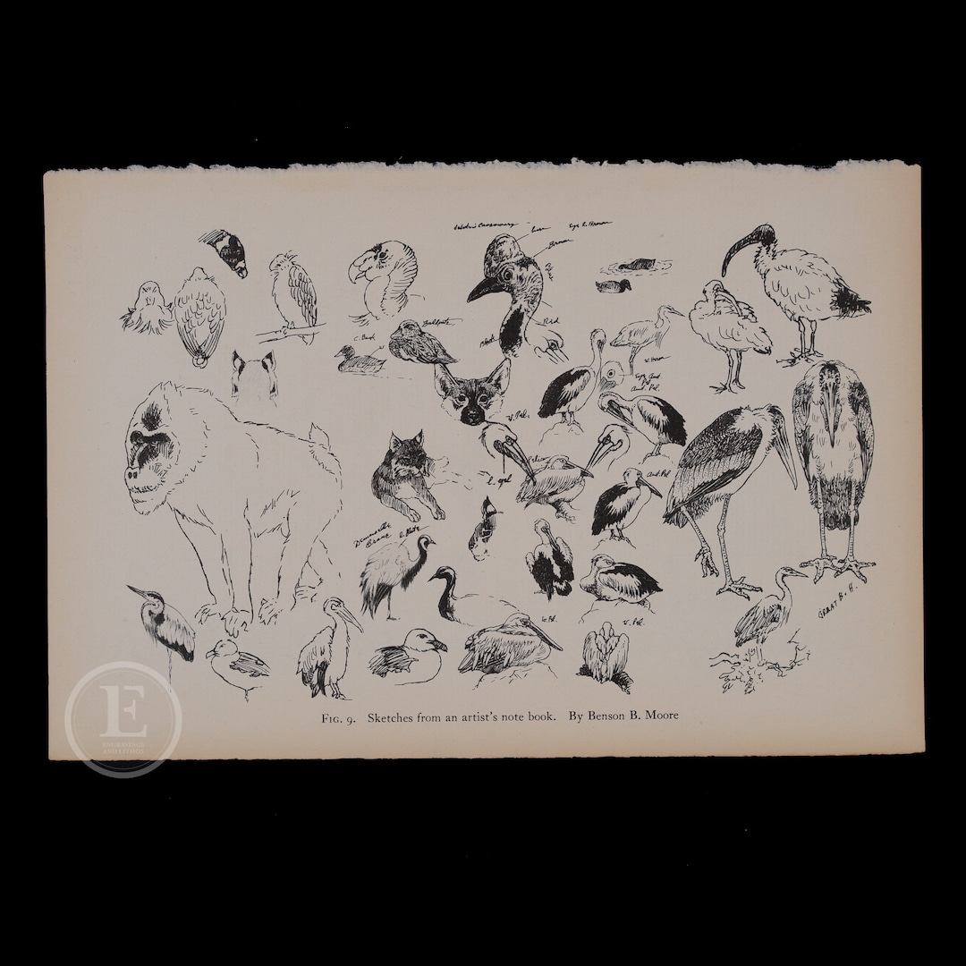 Animals Sketches From an Artist's Note Book. by Benson B. Moore ...