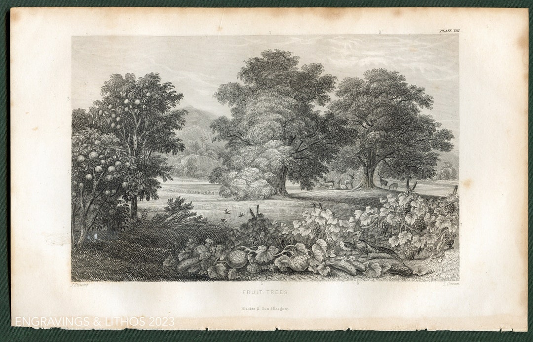 Very Rare - Fruit Trees - Original Print Out of "a History of the ...