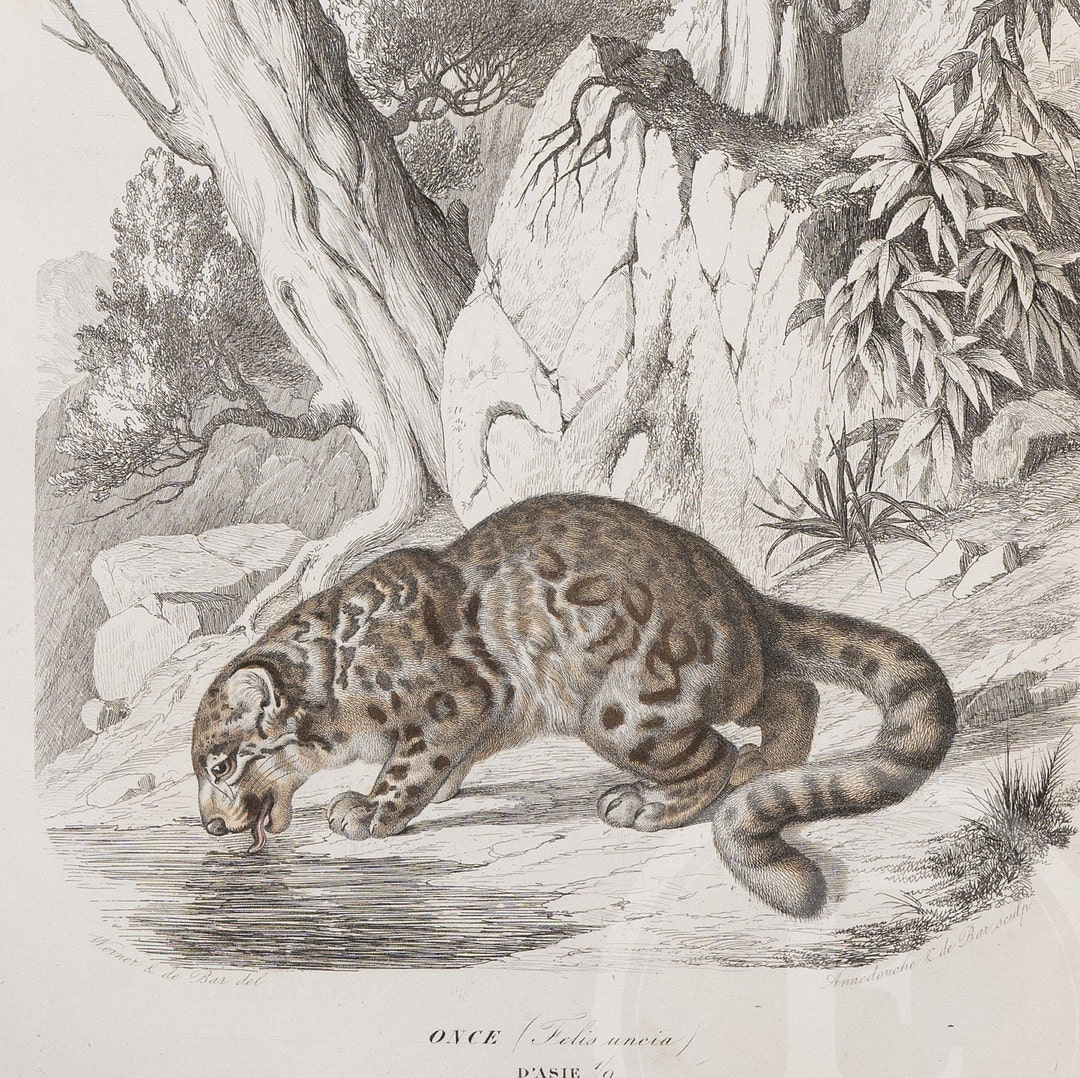 1855 Jaguarundi Onza Cat - Original Litho From "histoire Naturelle Des ...