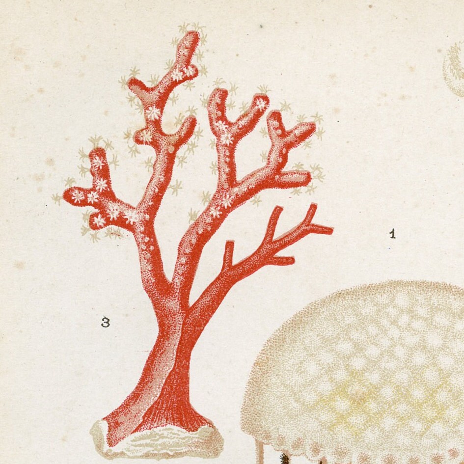 Red Coral Polyps Jellyfish Original Plate From - Etsy