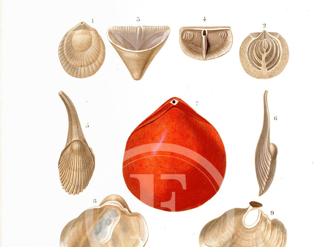 1849 Different Types of Sea Shells - Dictionnaire Universel D'histoire ...