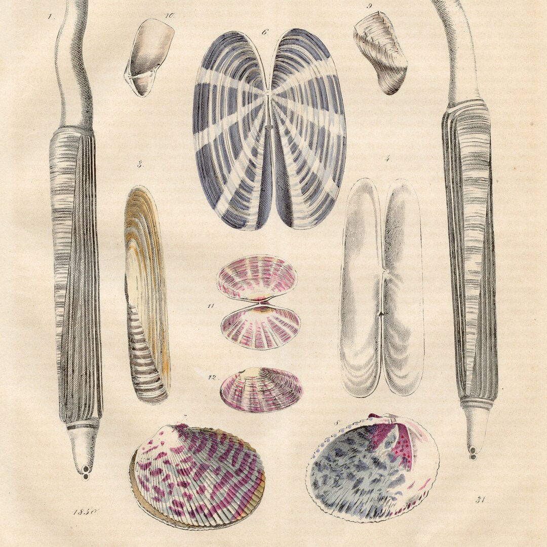 1850 Razor Clams: Razor Shell , Trumpet Worm, Chama, Wrinkled Rock ...