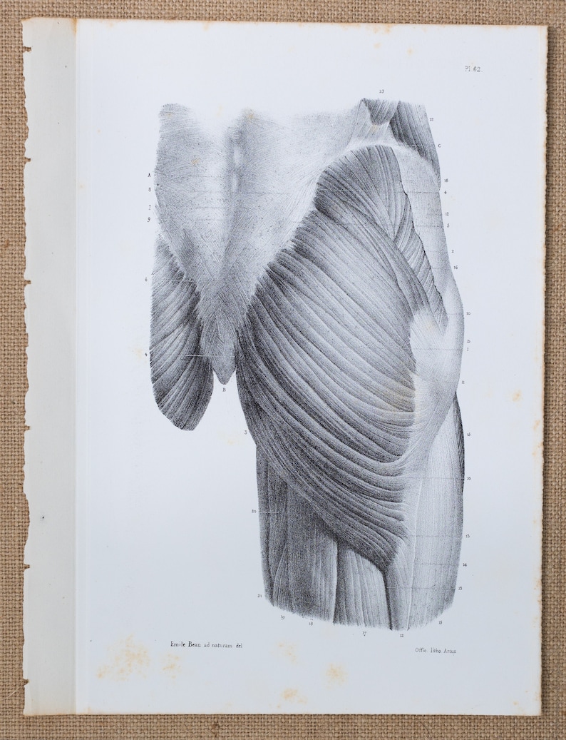 Pelvic Femoral: Gluteus Maximus Muscles - RARE ORIGINAL PRINT From ...