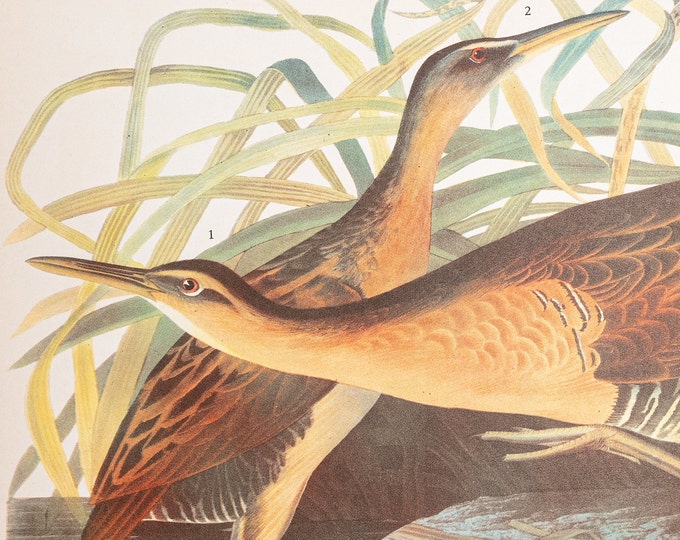 1937 King Rail and Clapper Rail -vintage Print From "john James Audubon ...