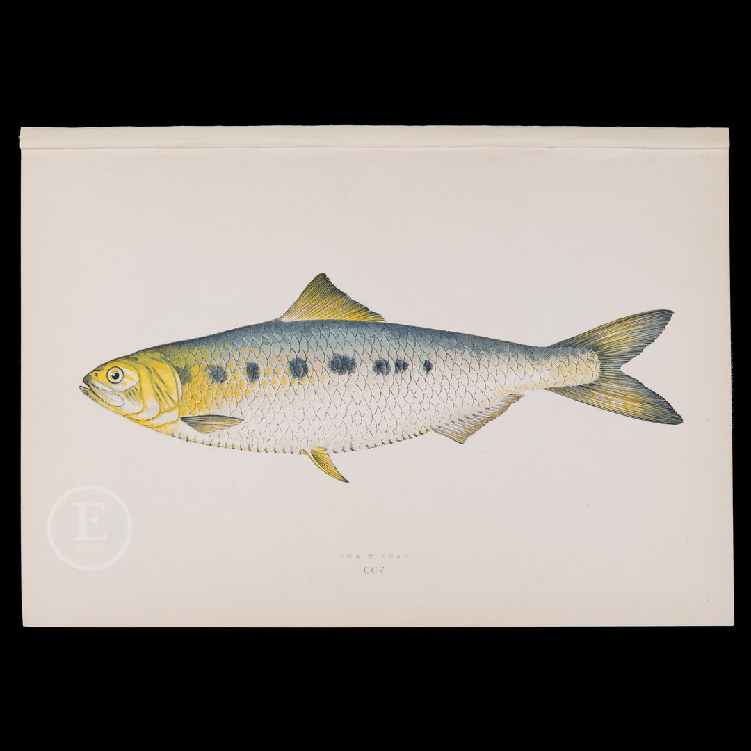 TWAIT SHAD - Lithograph 1884, London for "history of the Fishes of the ...