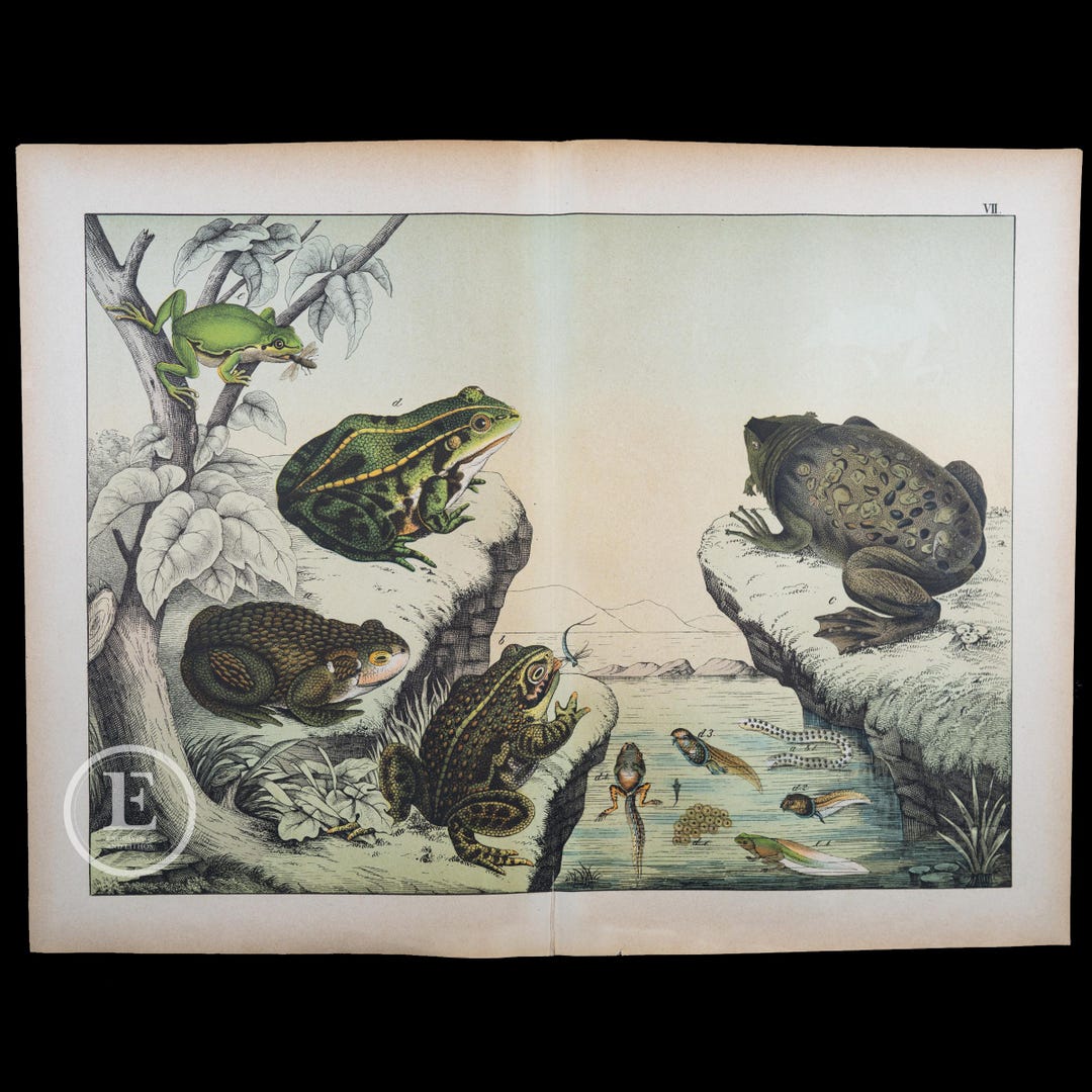 1872 AMPHIBIANS: FROGS and TOADS - Original Lithograph From Natural ...