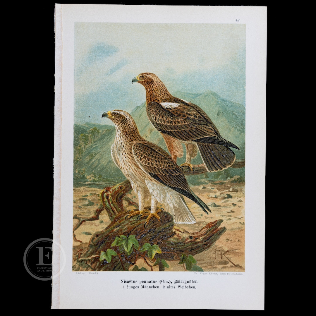 1901 BOOTED EAGLES: Male and Female - Original Chromolithograph Antique ...