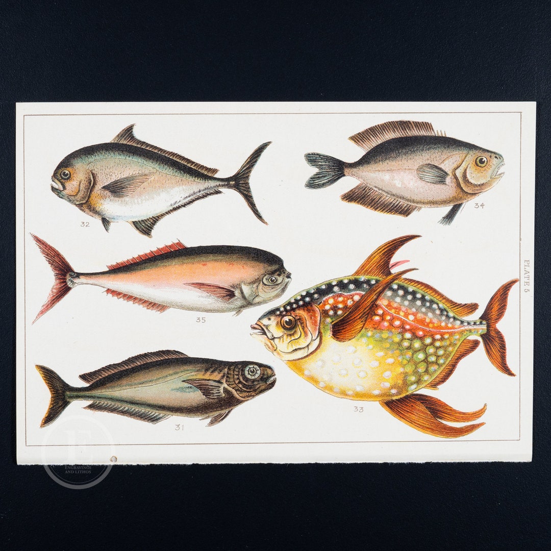 Coryphaena: Ray's Bream, Opah, Cornish Fish, Louvar and Black Fish ...