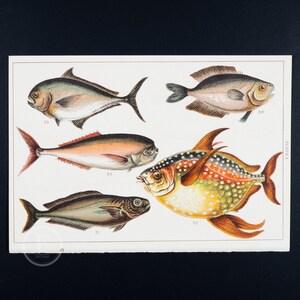 Coryphaena: Ray's Bream, Opah, Cornish Fish, Louvar and Black Fish ...