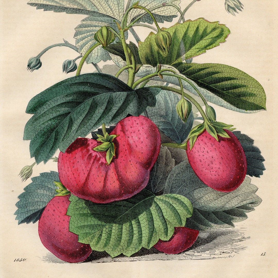 1850 Mammoth Strawberry - Rare Plate From "book of the World - " - Hand ...