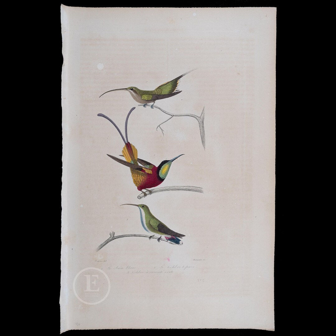 1837 HUMMINGBIRDS (emerald Hummingbird, Jacobin Hummingbird) - Hand ...