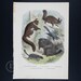Panther - Rare Original Old Chromolithograph From 1890 "brehm's Life of ...