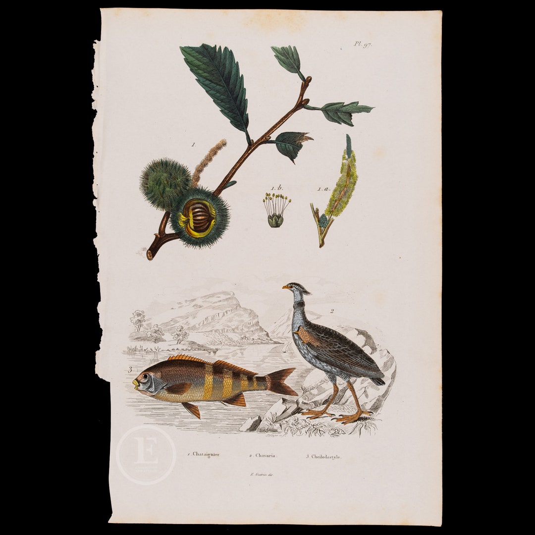 1837 Chestnut, Ray-finned Fish, Screamer - Very RARE Engraving ...