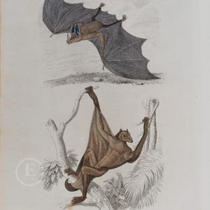 1877 Spectral BAT and Sunda Flying LEMUR - Hand-colored Steel Engraving ...