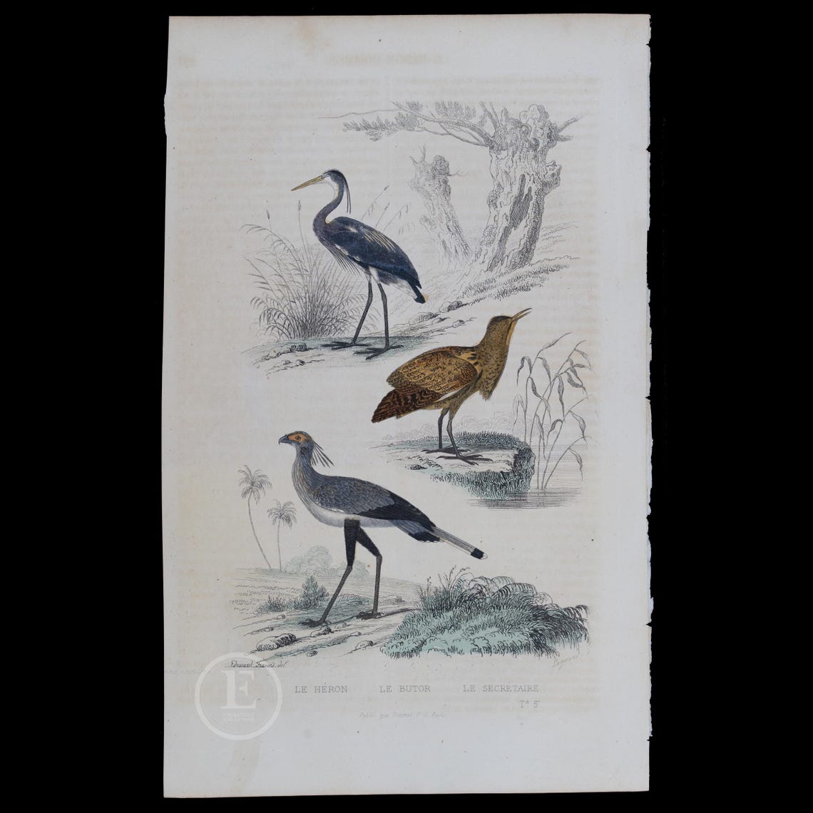 1840 HERON/ BITTERN/ SECRETARY Bird - Hand-colored Steel Engraving With ...