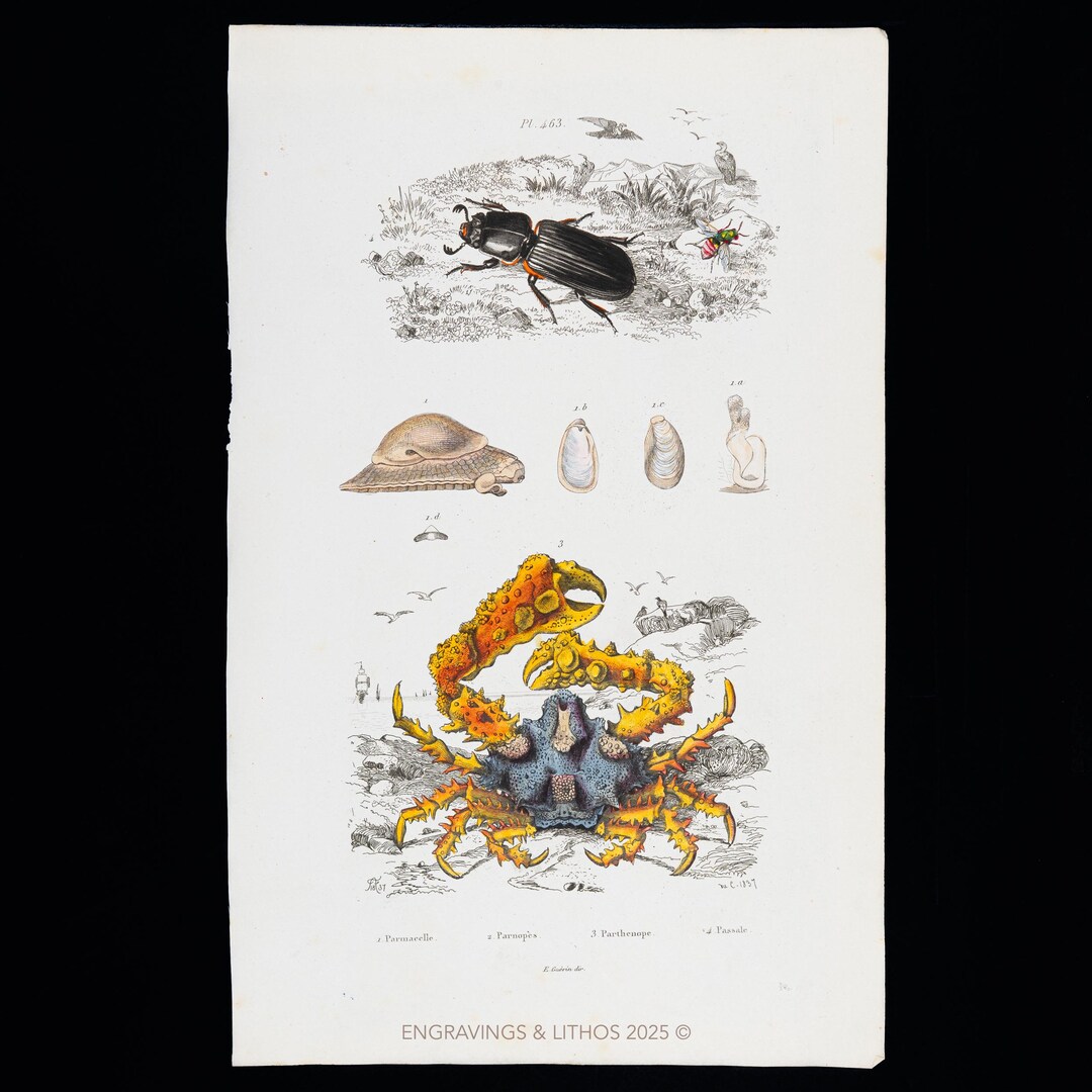 1846 BEETLE and CRAB – Original Engraving From Guerin Natural History ...