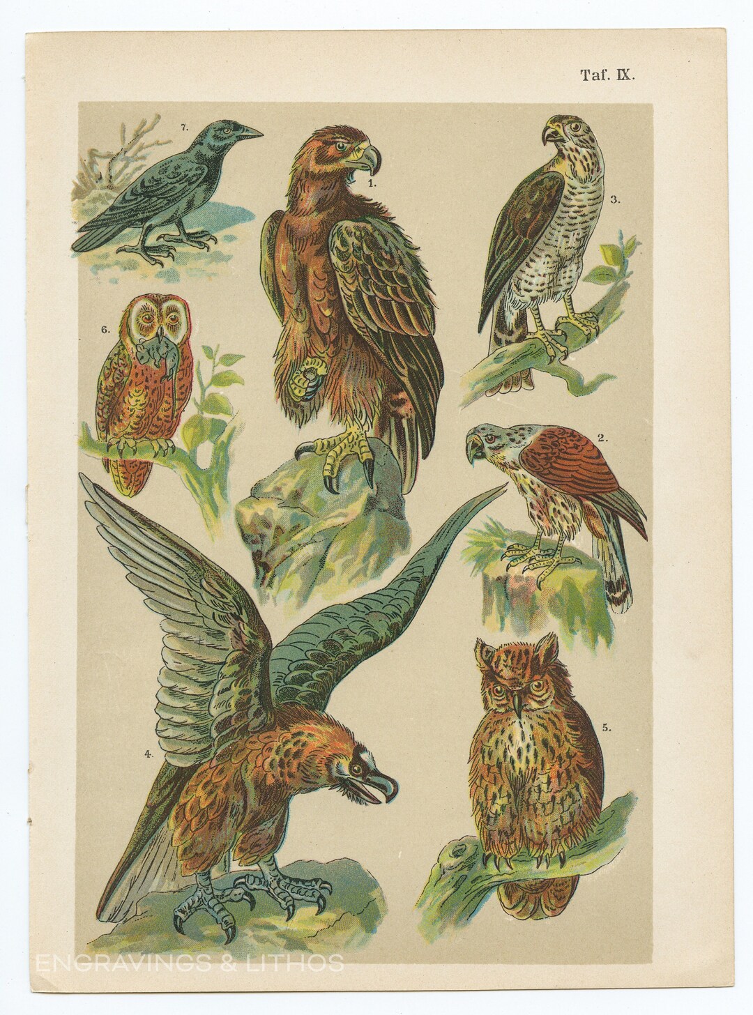 Golden Eagle, Kestrel, Goshawk, Osprey, Owl, Crow / Chromolithograph ...