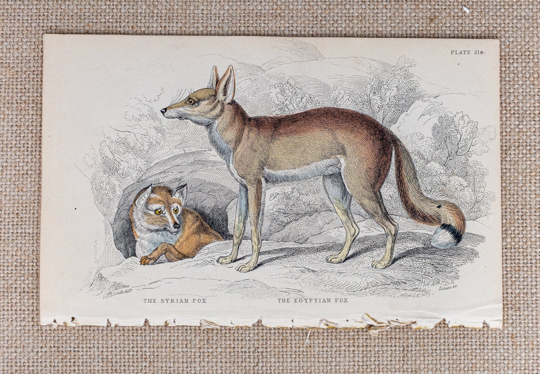 Syrian and Egyptian Fox - Rare Original From "the Naturalist's Library ...