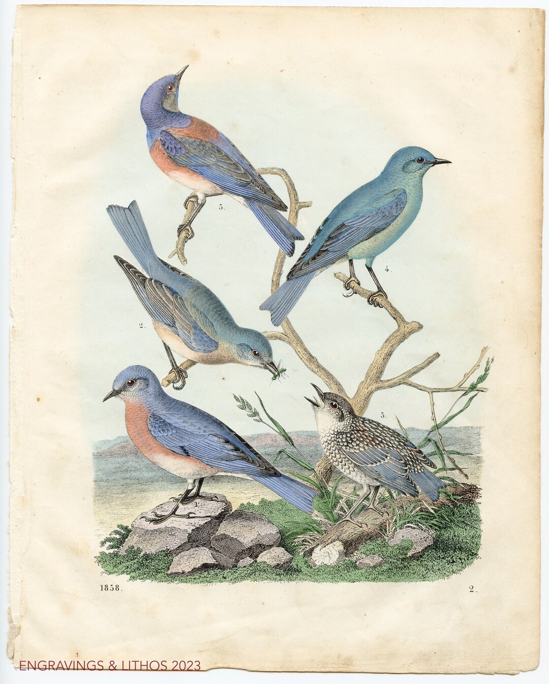 North American Songbirds Blue Robin, Arctic Blue Bird Rare Plate From ...