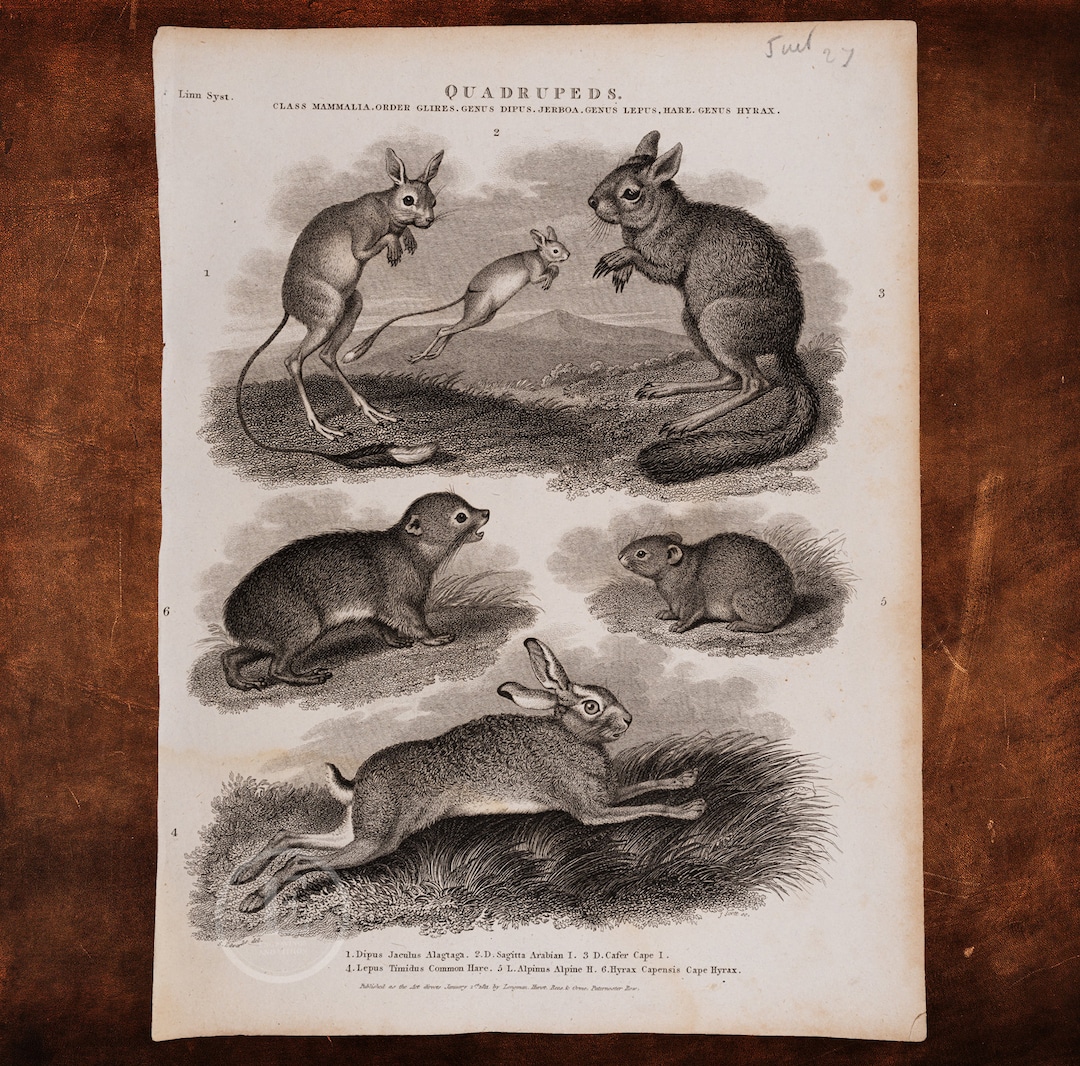 RODENTS- Jerboa, Jaculus, Alpine and Mountain Hares, Cape Hirax ...