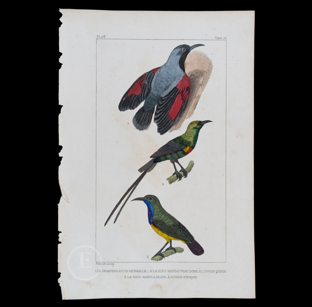 Wallcreeper, Green Long-tailed Bird and Purple-throated Carib ...