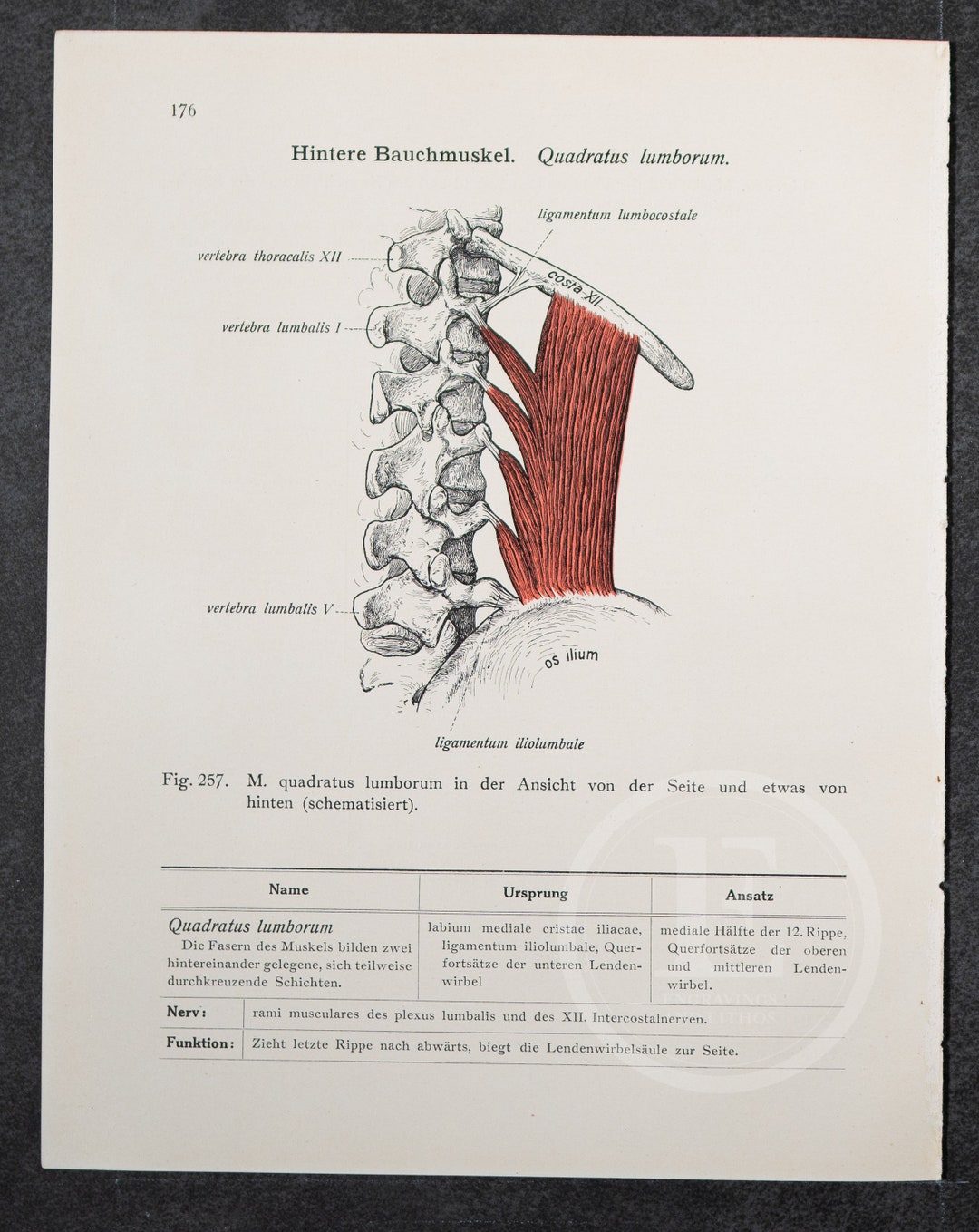 The QL: Quadratus Lumborum Muscle / Human Anatomy - Etsy