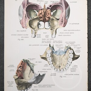Orbital Bone, Palatine Fossa, Eye Socket / Human Anatomy - Descriptive ...