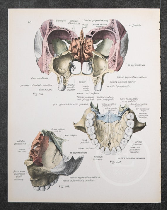 Eye Socket Bone Anatomy