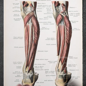 Lower Leg Muscles /calf Muscles / Human Anatomy - Descriptive Anatomy ...