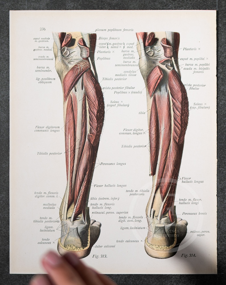 Lower Leg Muscles /calf Muscles / Human Anatomy - Descriptive Anatomy ...