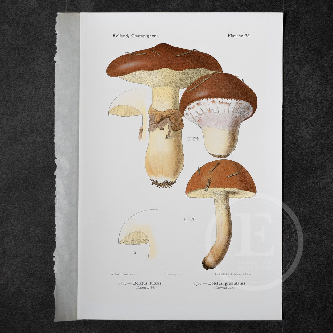 1910 Suillus Luteus, Weeping Bolete - Original Vintage Color ...