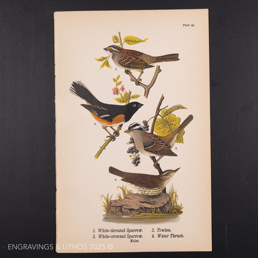SPARROWS, TOWHEE and Water THRUSH - Original Color Lithography From ...
