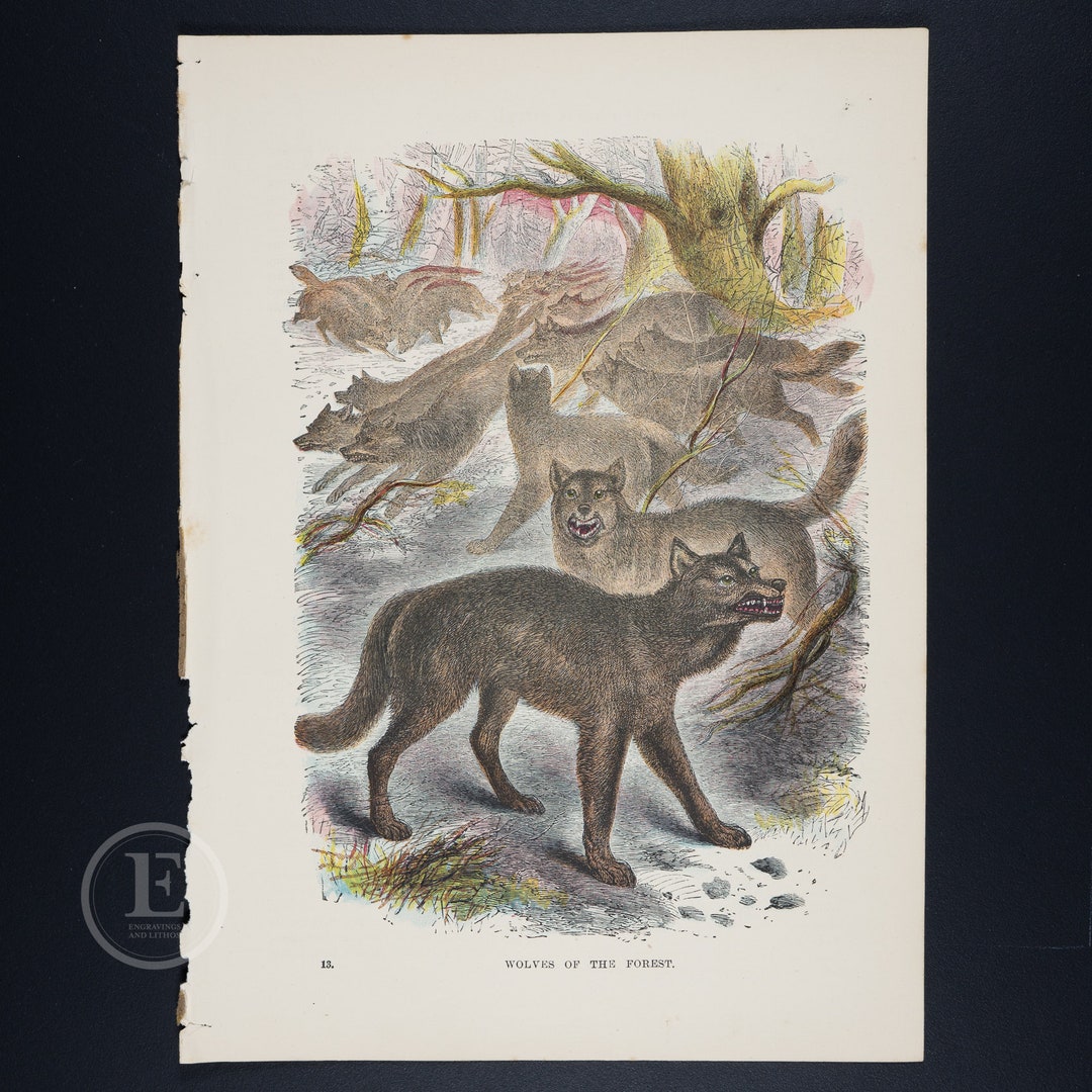 Pack of Wolves . 157-year-old Original Steel Engraving HAND-COLORED ...