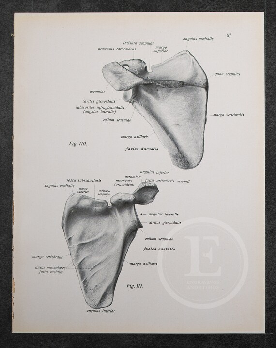 Shoulder Blade Bone Diagram