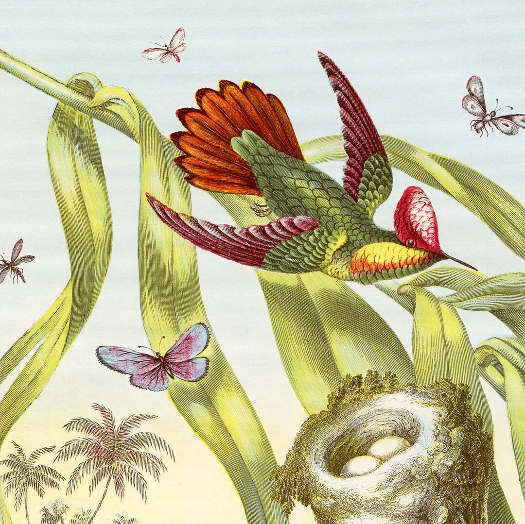 The Nest of Humming Bird Attached to a Leaf Exquisite Color - Etsy