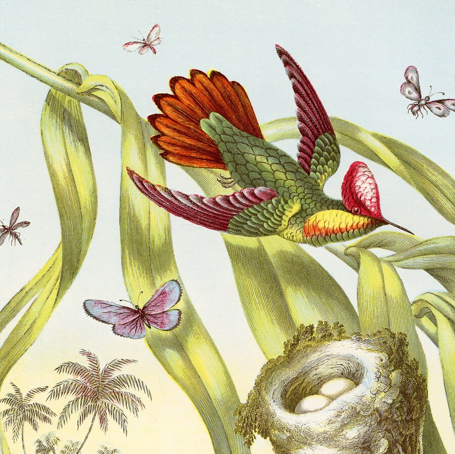 EngravingsandLithos - Etsy