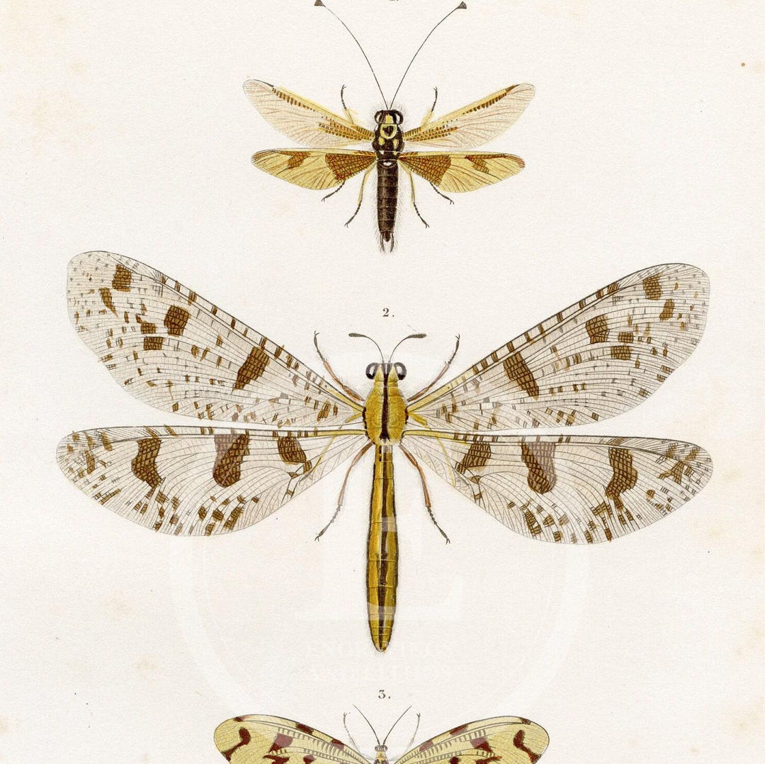 1849 Dragonfly, Giant Ant Lion, Lacewing - Dictionnaire Universel D ...
