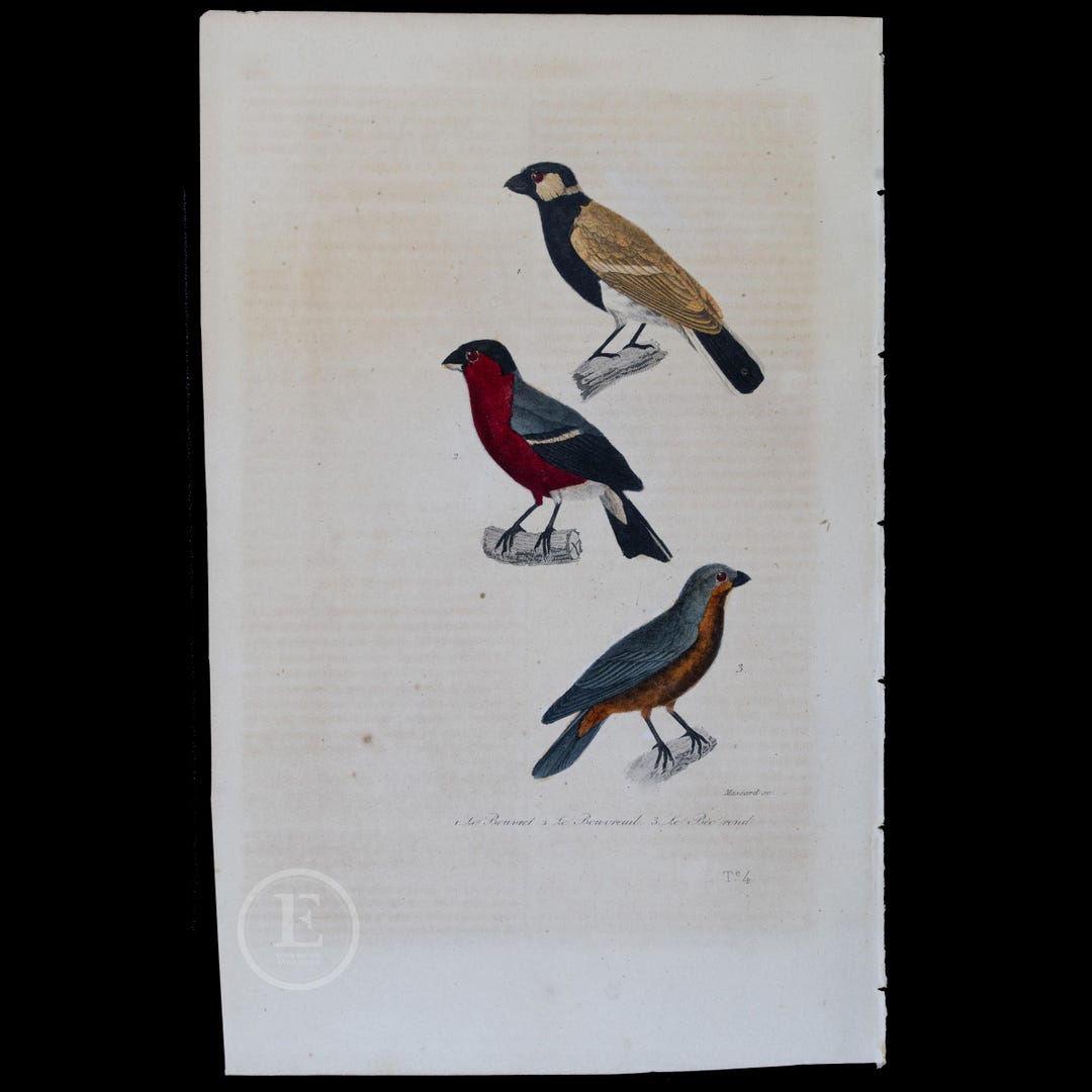 1840 Bullfinch/pyrrhula/bic Rond - Hand-colored Steel Engraving With ...