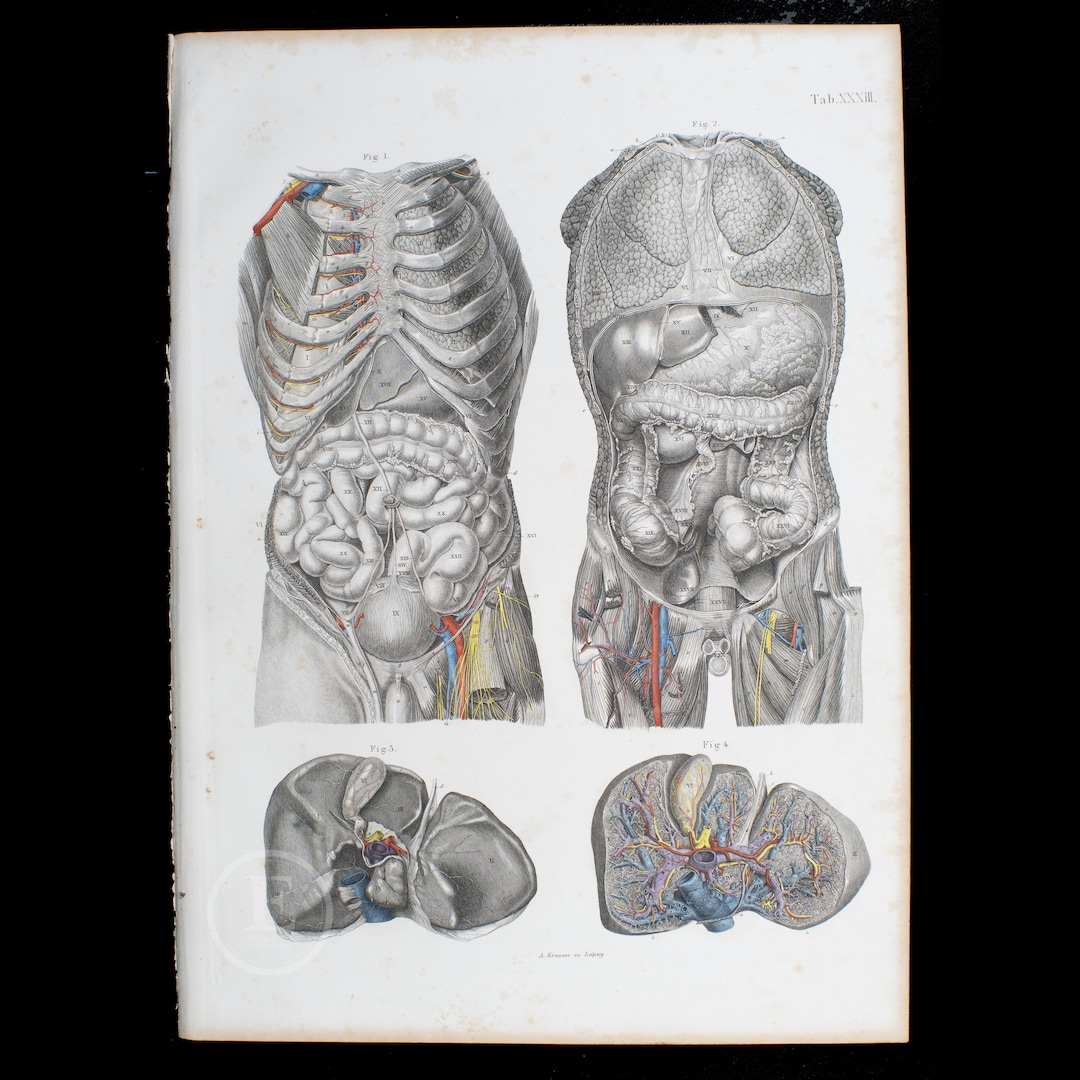 1860 Organs of the Thorax and Abdomen - Original Steel Engravings From ...