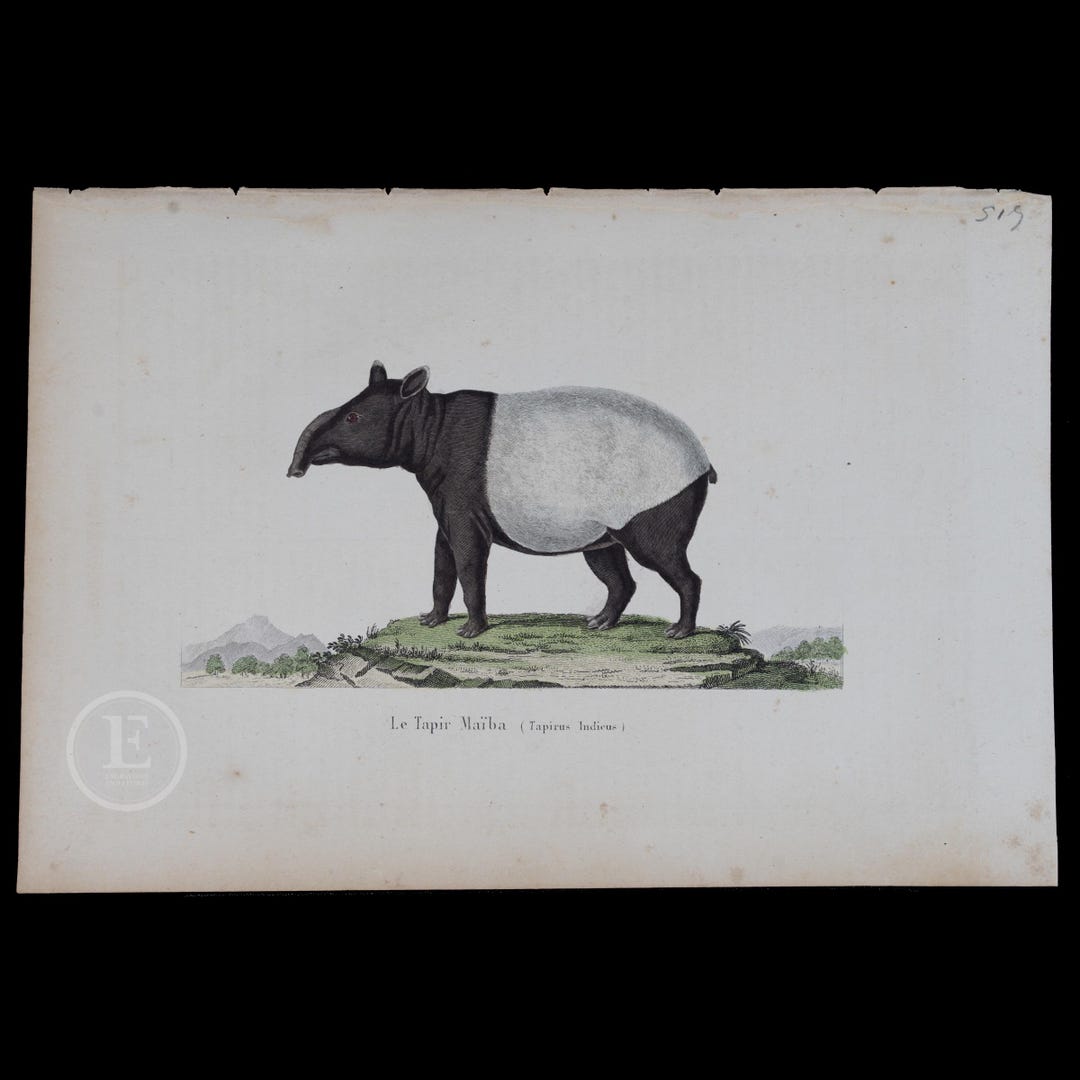 1840 MALAYAN TAPIR - Hand-colored Steel Engraving With Gum Arabic ...