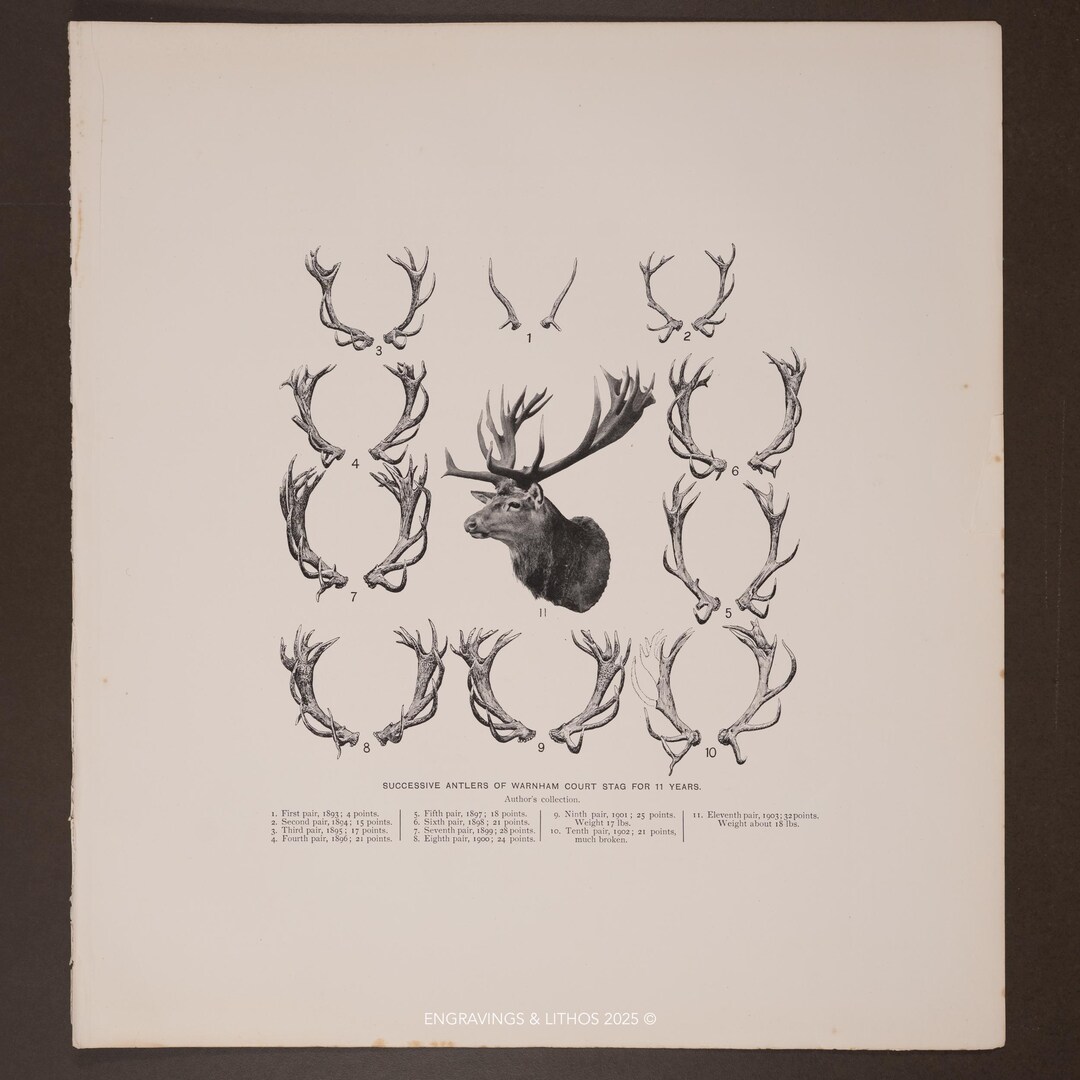 Successive Antlers of Warnham Court Stag for 11 Years / "the Mammals of ...