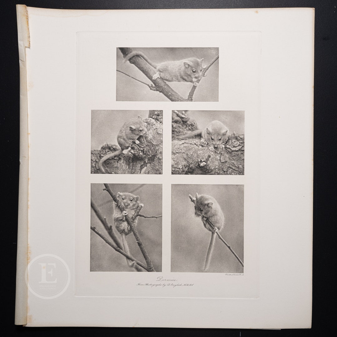 DORMICE / Heliogravure Etching "the Mammals of Great Britain and ...