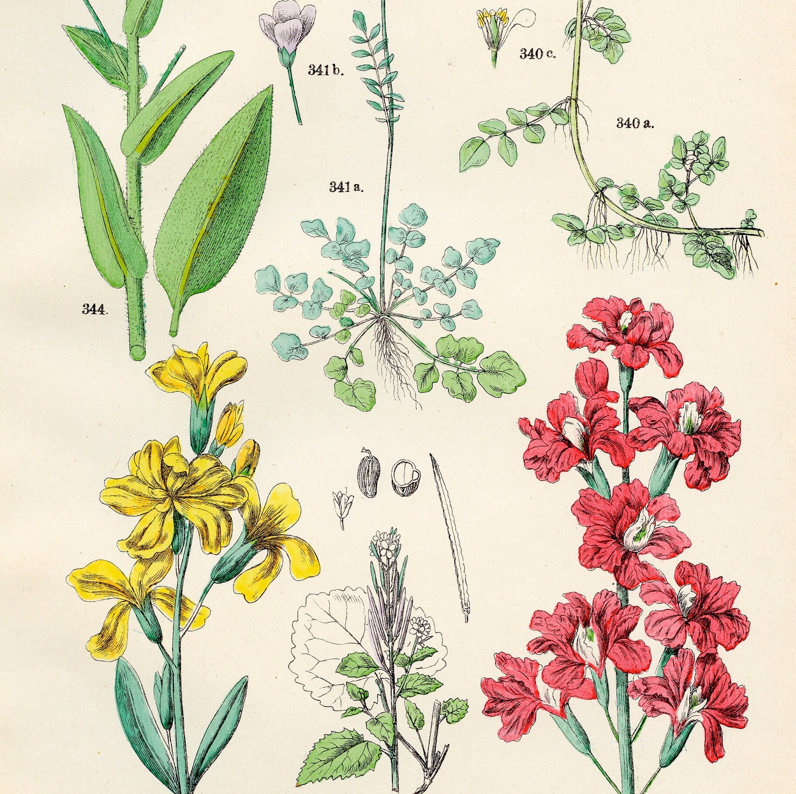 Garlic Mustard, Water Cress, Meadow Cress, Wall Flower, Brampton Stock ...