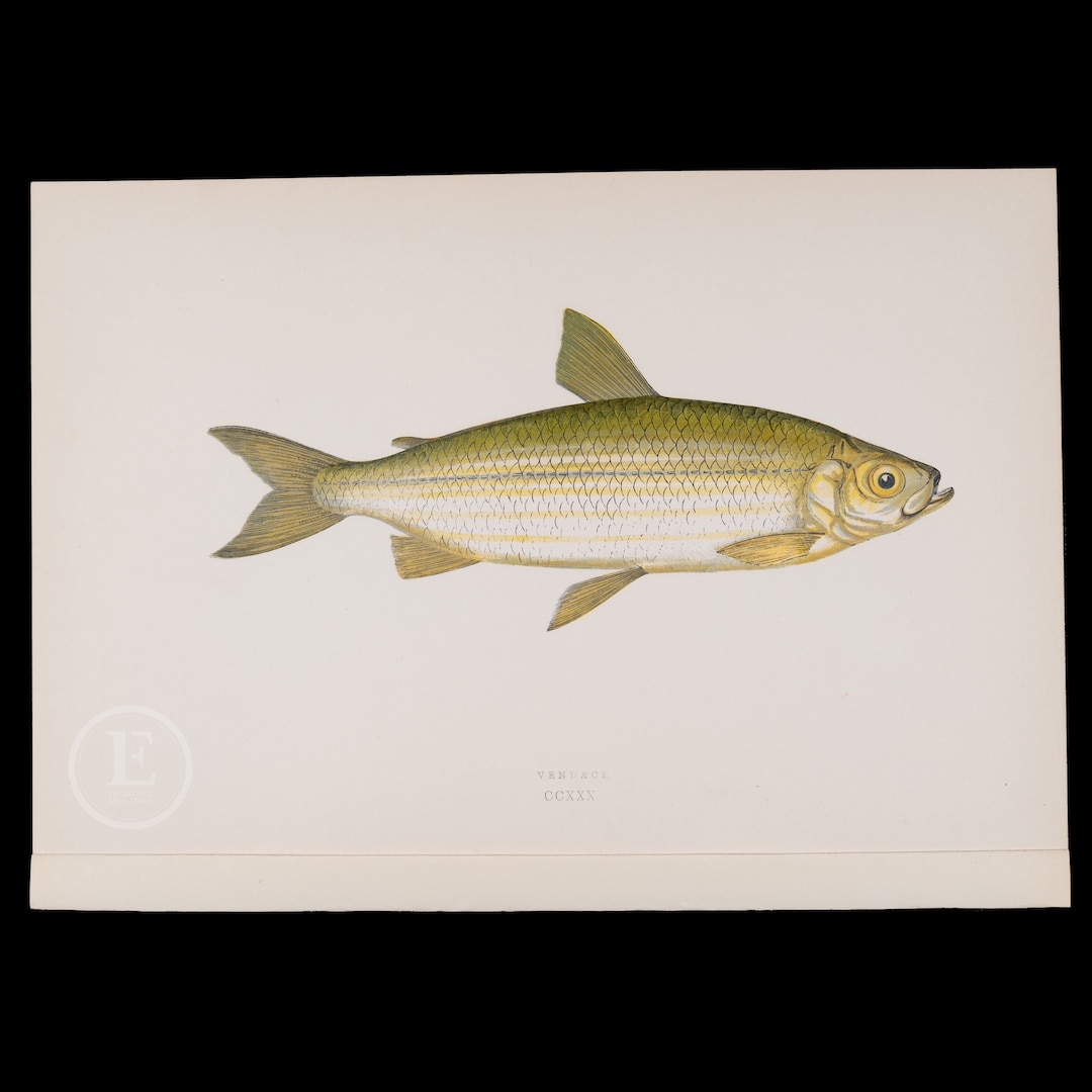 VENDACE - Lithograph 1884, London for "history of the Fishes of the ...
