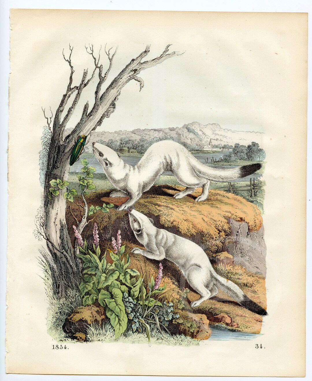 1854 the Biggest Weasel - Rare Plate - Hand Colored Original, Old ...