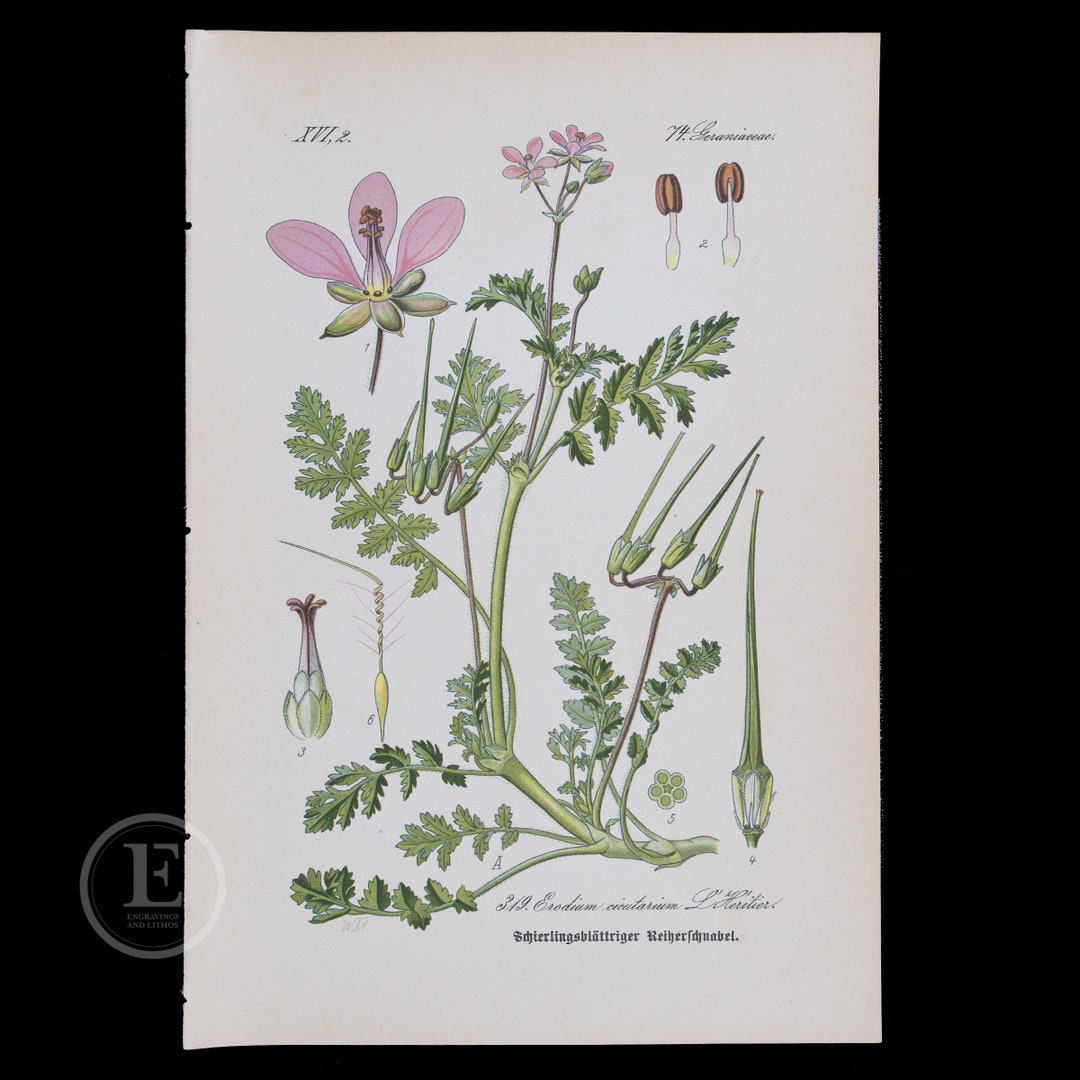 1886 COMMON STORKSBILL - Rare/original From Flora of Germany, Austria ...