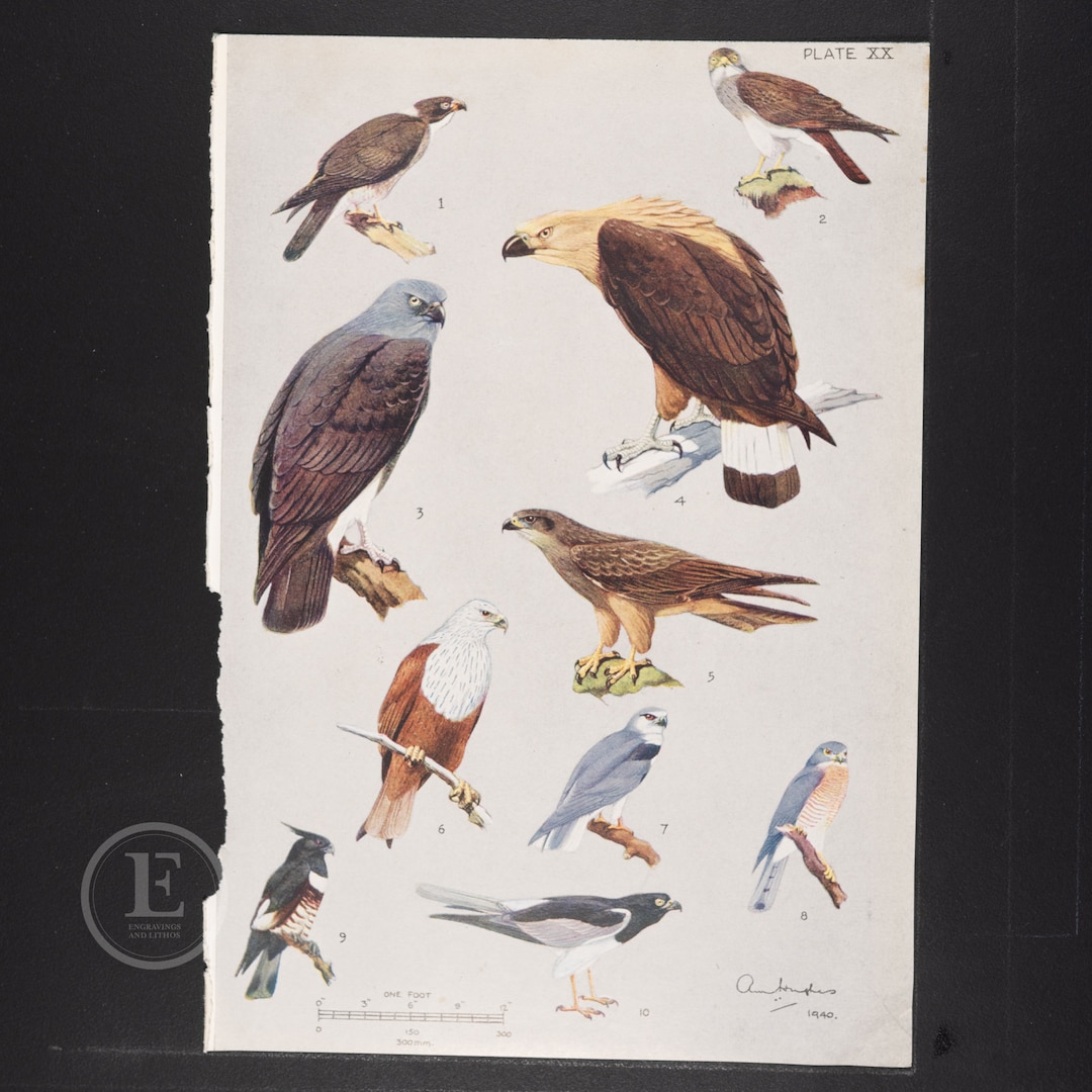 Buzzard and Fishing Eagles, Kites, Goshawk, Hawk and Harrier - Original ...
