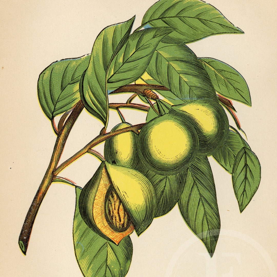 Nutmeg - Original Color Lithography 1886 - Etsy